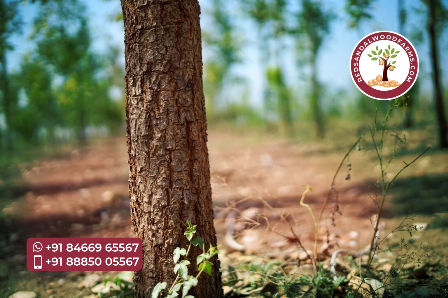 About Us – Red Sandal Wood Farm Lands